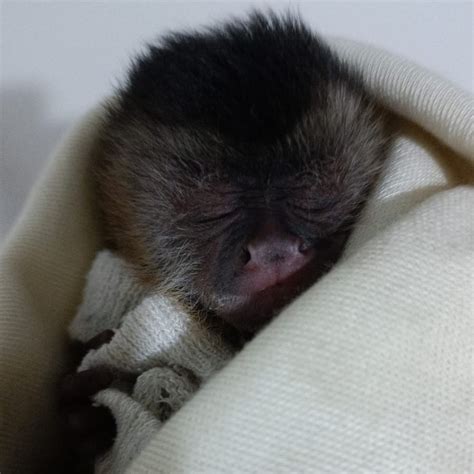 Filhote De Macaco Prego é Salvo Após Incêndios No Pantanal E Tratado No