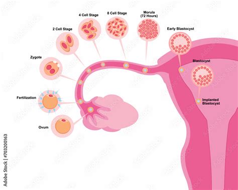 Female Reproductive System Ovulation And Fertilization Process From