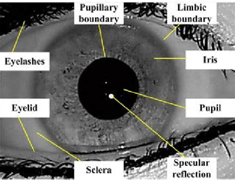 Elements Of An Usual Iris Image From Iitd Database 3 Download