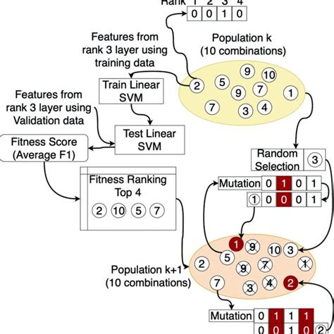 Genetic Code Evolution Example For One Generation In The Feature