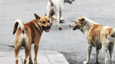 No es la primera vez Jauría de perros mata a hombre en Edomex El Mañana de Nuevo Laredo
