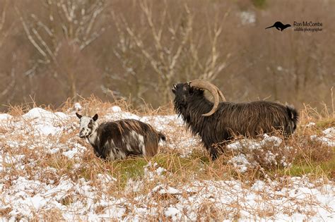 Feral Goat Langholm Moor Scottish Borders Wildlife