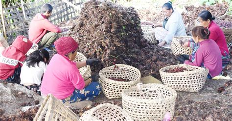 ताप्लेजुङका किसानलाई अलैँची थन्क्याउन भ्याइनभ्याइ Himalaya Times