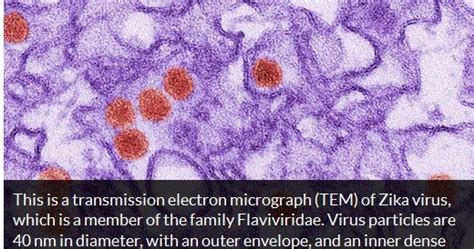 Avian Flu Diary Fiocruz Revisting Zika Virus Detection In Saliva And Urine