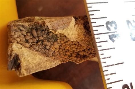 Can T Identify Strange Bumpy Fossil Imprints Fossil ID The Fossil Forum
