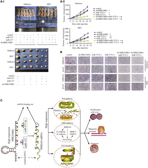 Lncrna Mir210hg Promotes The Progression Of Endometrial Cancer By
