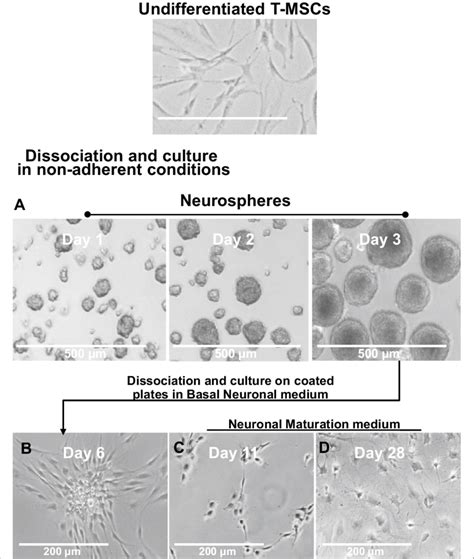 Workflow Of Neurogenic Differentiation Procedure Undifferentiated