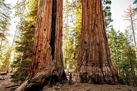 Exciting Things To Do In Sequoia National Park The Parks Expert