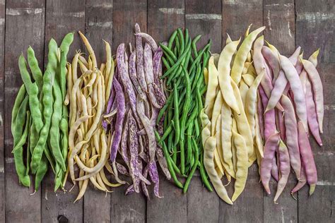 Types Of Beans Vegetables With Pictures At Michael Carandini Blog