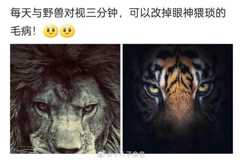 如果跟猛兽对视能治愈猥琐是真的
