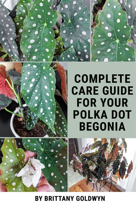 How To Care For The Gorgeous Begonia Maculata Plant Artofit