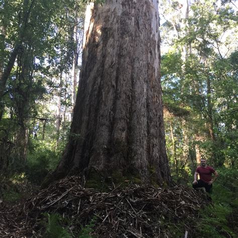 Karri Gallery Western Australia Giant Trees