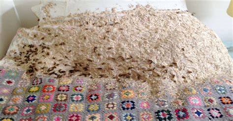 The Worst Bug Infestations Ever Daily Star