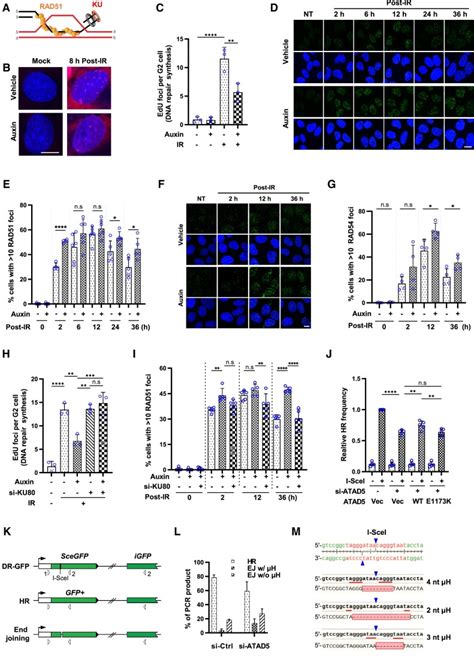 Short Range End Resection Requires Atad5 Mediated Pcna Unloading For Faithful Homologous