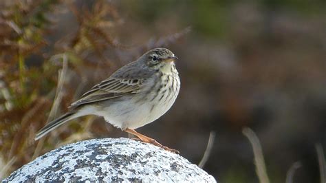 Meadow Pipit Markeisingbirding