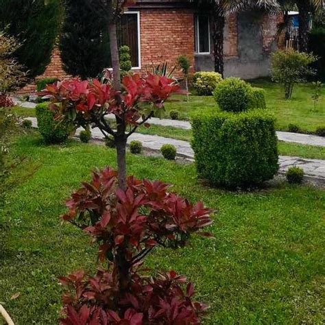 ნაძვის ნერგები Tbilisi