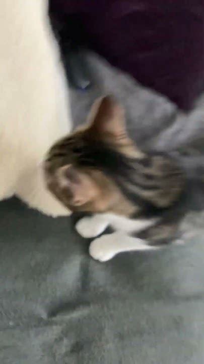 Transitionnnn Lovecats Cutekitty Cutefunnycat Funny Funnycat