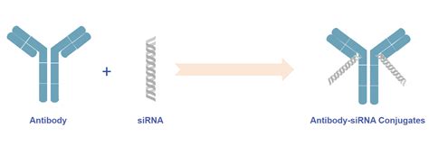 Antibody Sirna Conjugate Development Nucleic Acid Formulation Cd Formulation