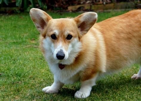 Poze Welshcorgi Cățeluș Cățel Câine Cum Ar Fi Mamifer Rasa De