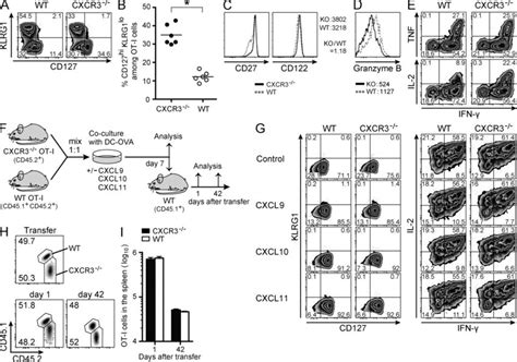 Cxcr3 Deficiency Alters Effector Cd8⁺ T Cell Phenotype To Mpecs In