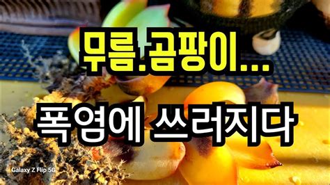 타죽고 썩는다이게 현실 살릴수 있을까 긴급처방이 필요한 순간다육이무름병 다육이곰팡이병 다육이탄저병 옥상