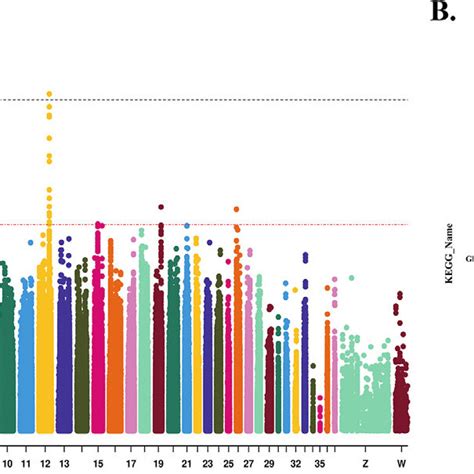 The Manhattan Plot Of Genome Wide Association Analysis By Snps A And