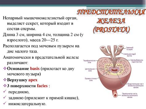 Половая система человека презентация онлайн