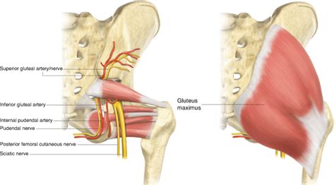 Superior Gluteal Nerve Entrapment