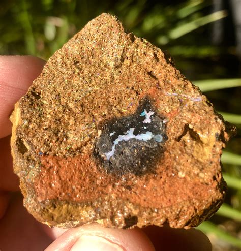 Lightning Ridge Opalised Fossils Fossil Id The Fossil Forum