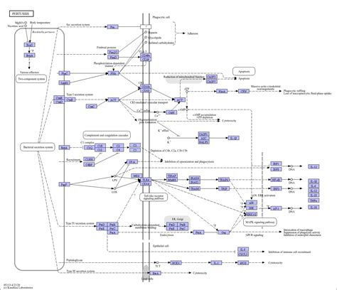 Kegg Pathway Pertussis