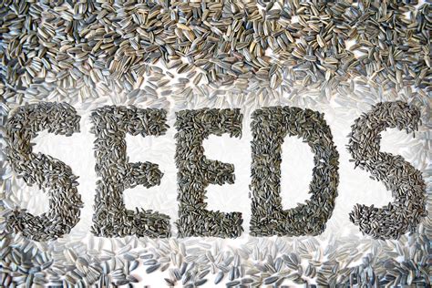 Seeds 1 Free Stock Photo Public Domain Pictures