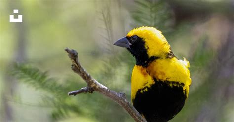 나뭇가지에 앉아 있는 노란색과 검은색 새 사진 Unsplash의 무료 남부 캘리포니아 이미지