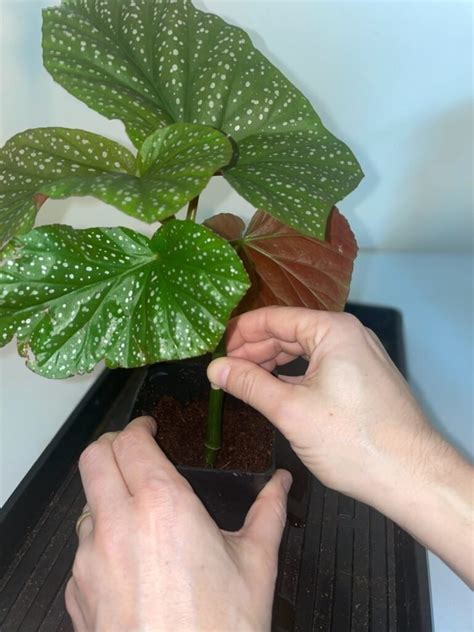 Begonia Maculata Propagation Multiply Your Maculata Effortlessly