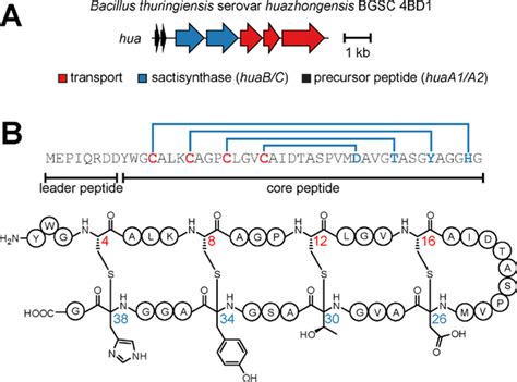 Bioinformatic Mapping Of Radical S Adenosylmethionine Dependent