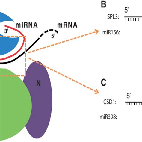 A Schematic View Of RISC Showing A MiRNA Binding To Its Target MRNA