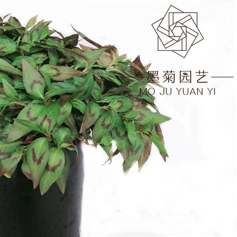 食用香草盆栽越南香菜芫荽叻沙叶生菜沙拉春卷牛肉粉鸭蛋仔好伴侣 虎窝淘