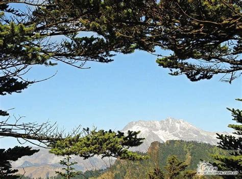 雪山桂花藕 桂花年糕 桂花藕 大山谷图库