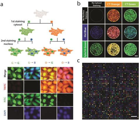 Sequential Combinatorial Cell Staining A Schematic Illustration Of