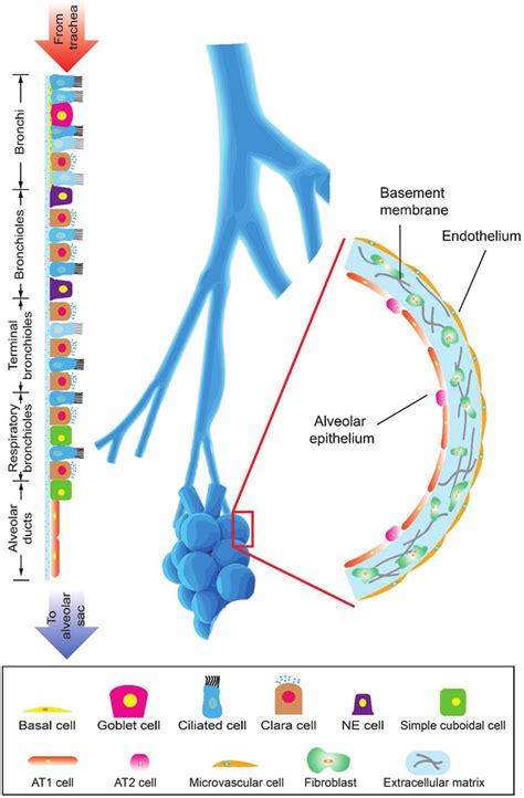 Simplified Model Showing The Predominant Cell Types Of The Human Lung