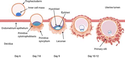 Blastokist Implantasyonu