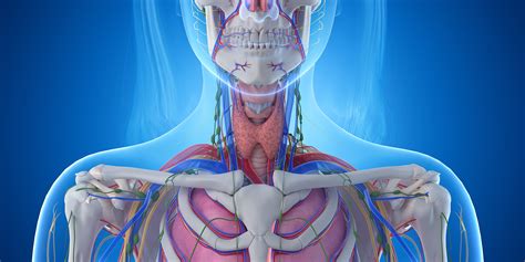 Throat Anatomy Parts Pharynx Anatomy Function And Treatment Tlwk