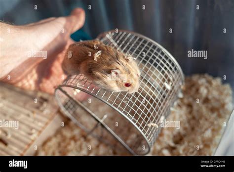 Ein S Er Syrischer Hamster In Einer Schachtel Kommt Aus Seinem Haus Und Bettelt Um Tierfutter