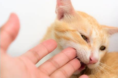 Penyebab Mata Kucing Merah Sebelah Jangan Telat Tahu