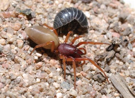 Meet The Spider Dysdera Crocata Spiderhugger