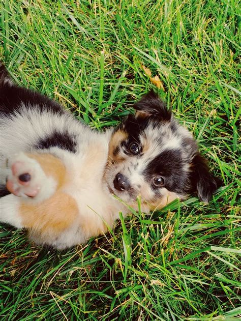 My Aussie | Miniature aussie, Blue merle, Aussie
