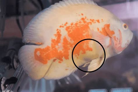 Oscar Fish Eggs 101 Appearance Care Hatching Time And More Pet Fish