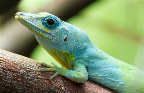 Fill In The Blank Obscure Anole Life History Traits Anole Annals