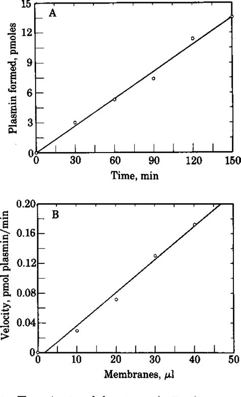Figure 1 From Activation Of Plasminogen To Plasmin By A Protease Associated With The Outer