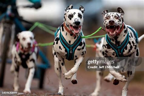 Are Rainbow Dalmatians A Real Thing