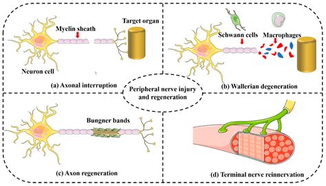 The Porous Structure Of Peripheral Nerve Guidance Conduits Features